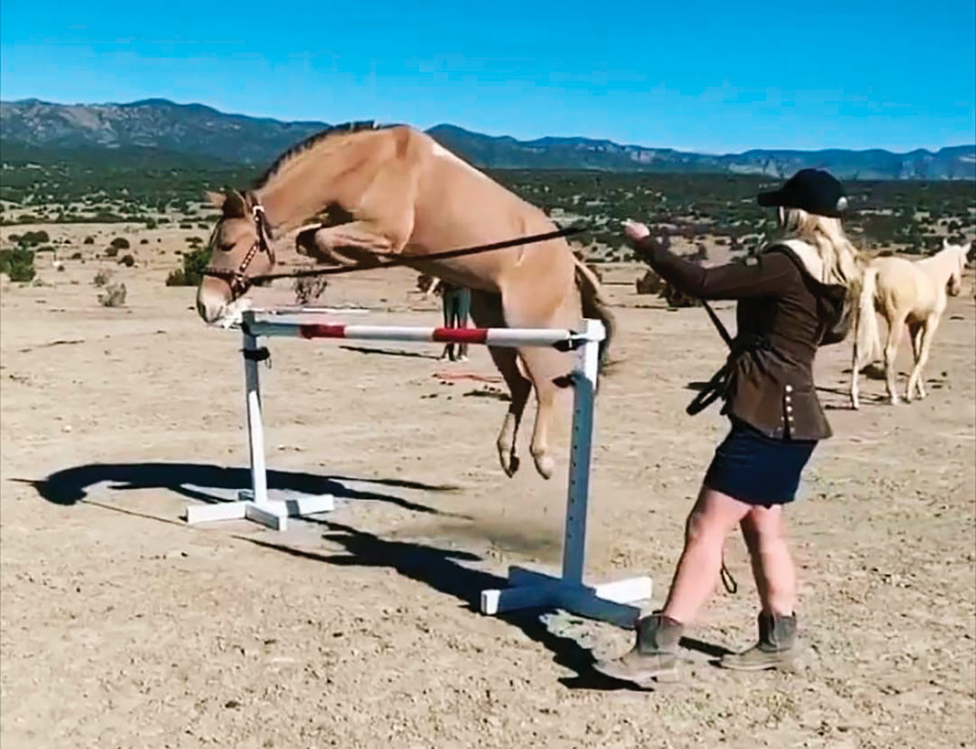 The Mule: Everything You Should Know About the Most Underrated Equines ...