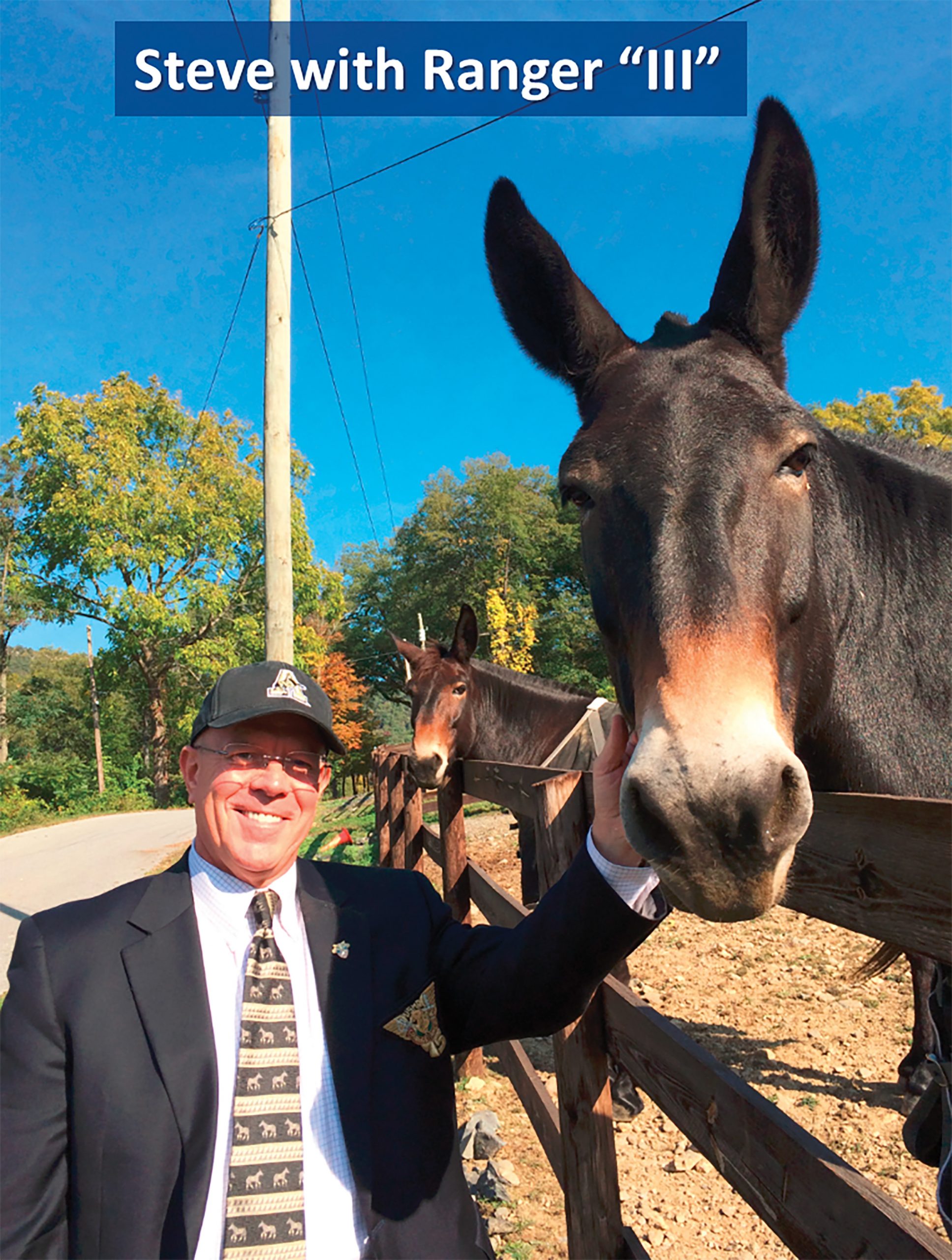 The Mule: Everything You Should Know About the Most Underrated Equines ...