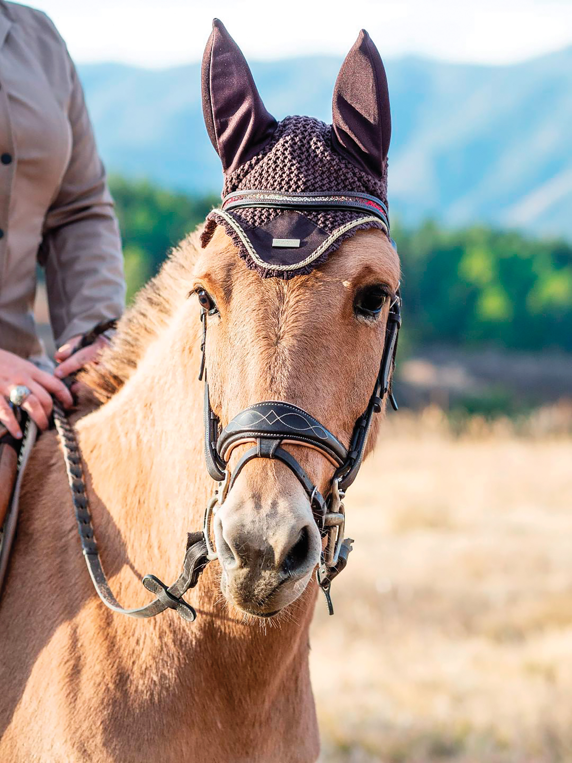 The Mule: Everything You Should Know About the Most Underrated Equines ...