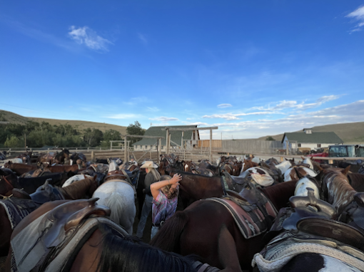 A Day in the Life of a Dude Ranch Wrangler - The Plaid Horse Magazine