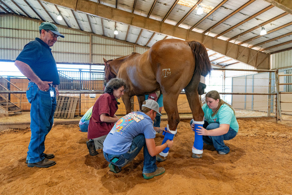 Board of Regents Establishes Texas A&M Institute for Equine Sciences ...