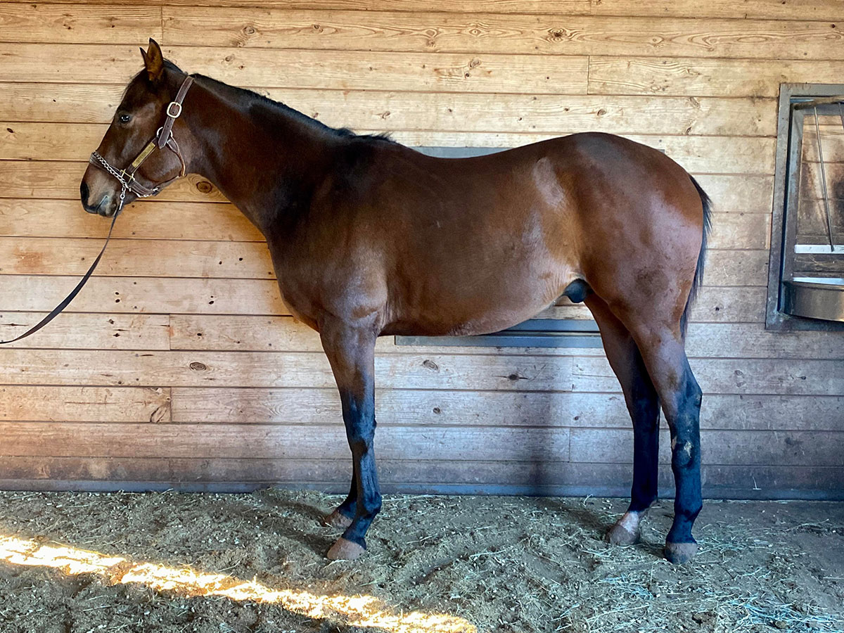 From an EF 1 Tornado to a Category 4 Hurricane - The Plaid Horse Magazine