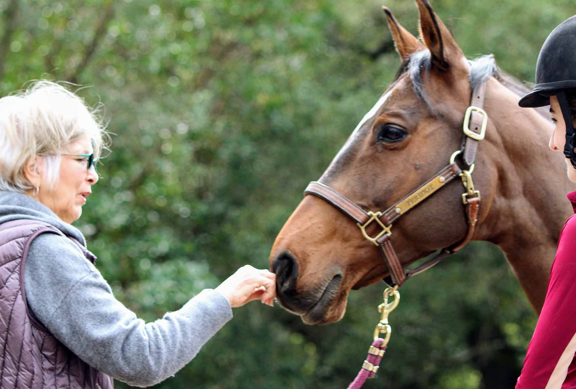 Connected Horse: A Powerful Program for People Affected by Memory ...