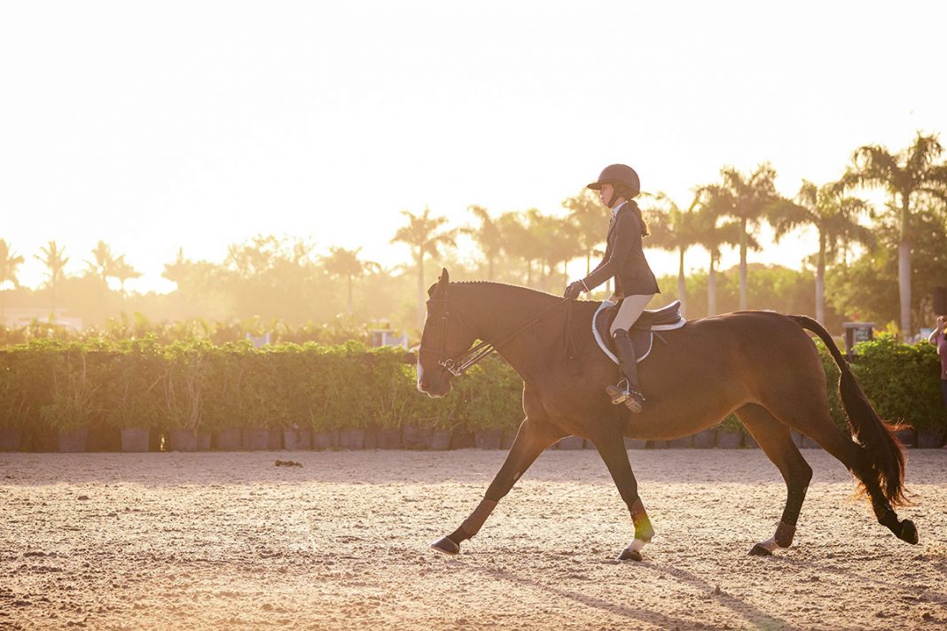 Internet Shopping for Horses 101 - The Plaid Horse Magazine