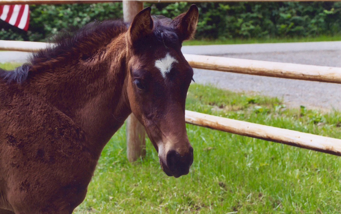The Beauty of the Golden Years: Celebrating Our Senior Horses - The ...