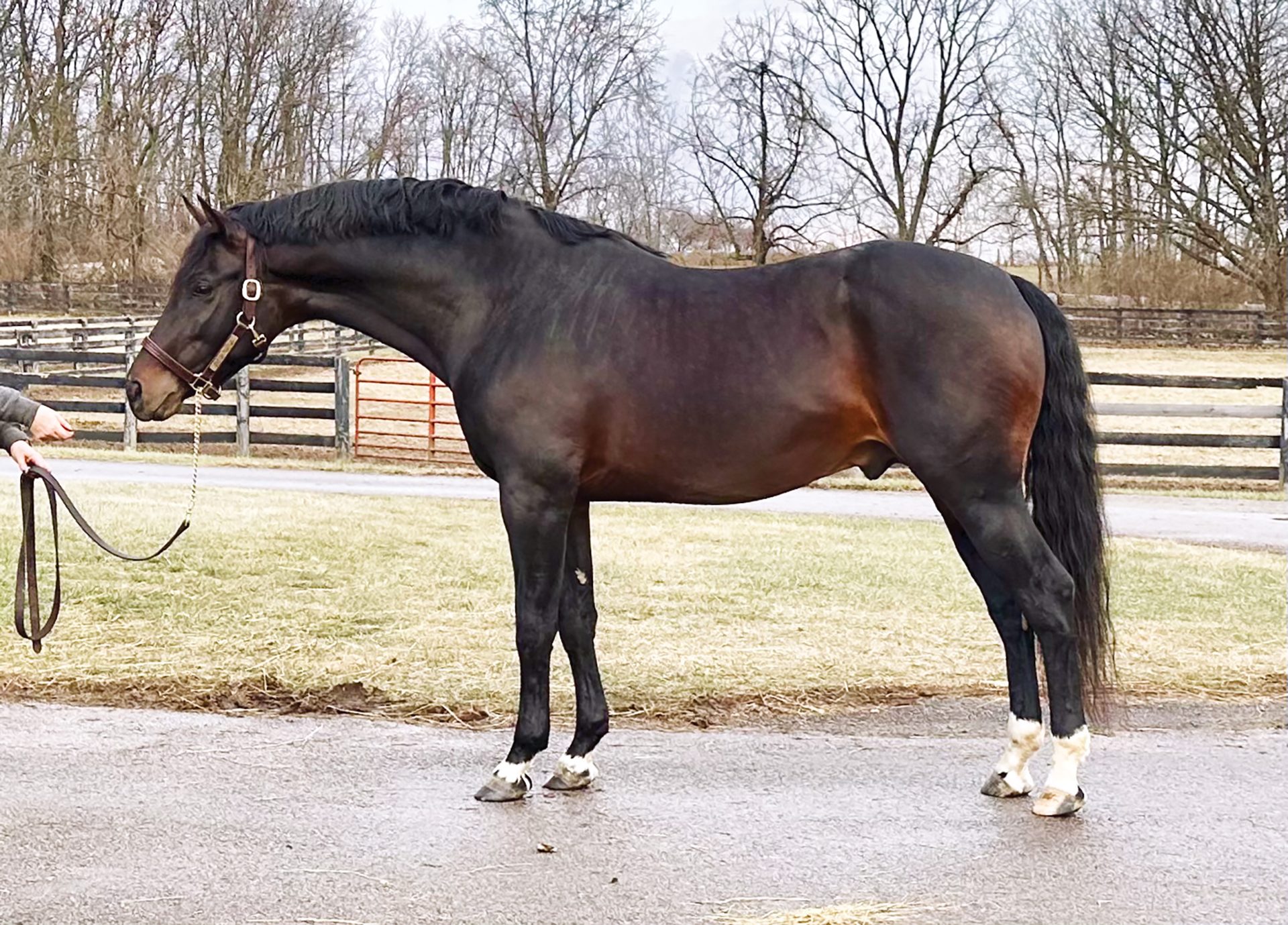 Alesi Farms: Creating a Legacy in American Hunter Breeding - The Plaid ...