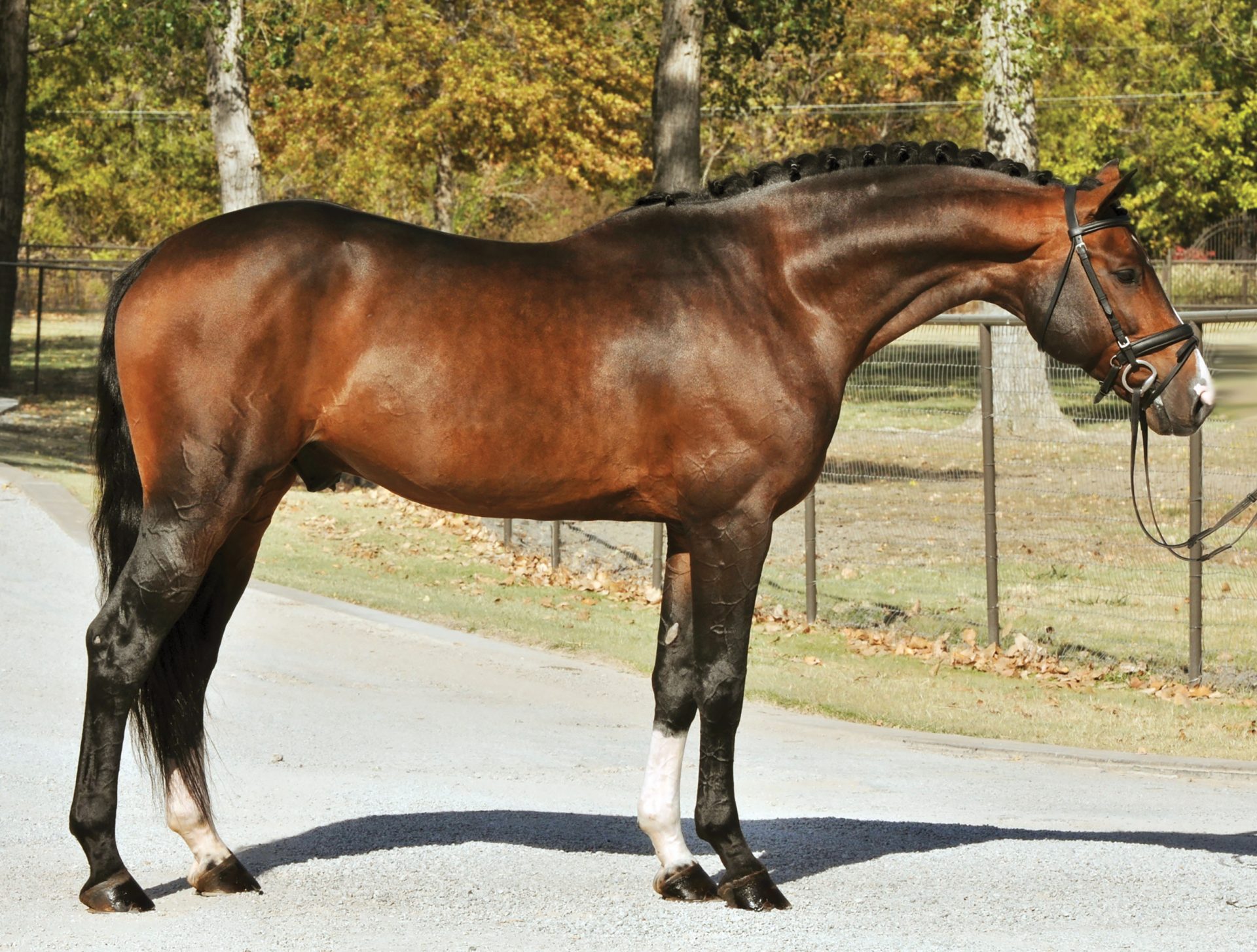 Alesi Farms: Creating a Legacy in American Hunter Breeding - The Plaid ...