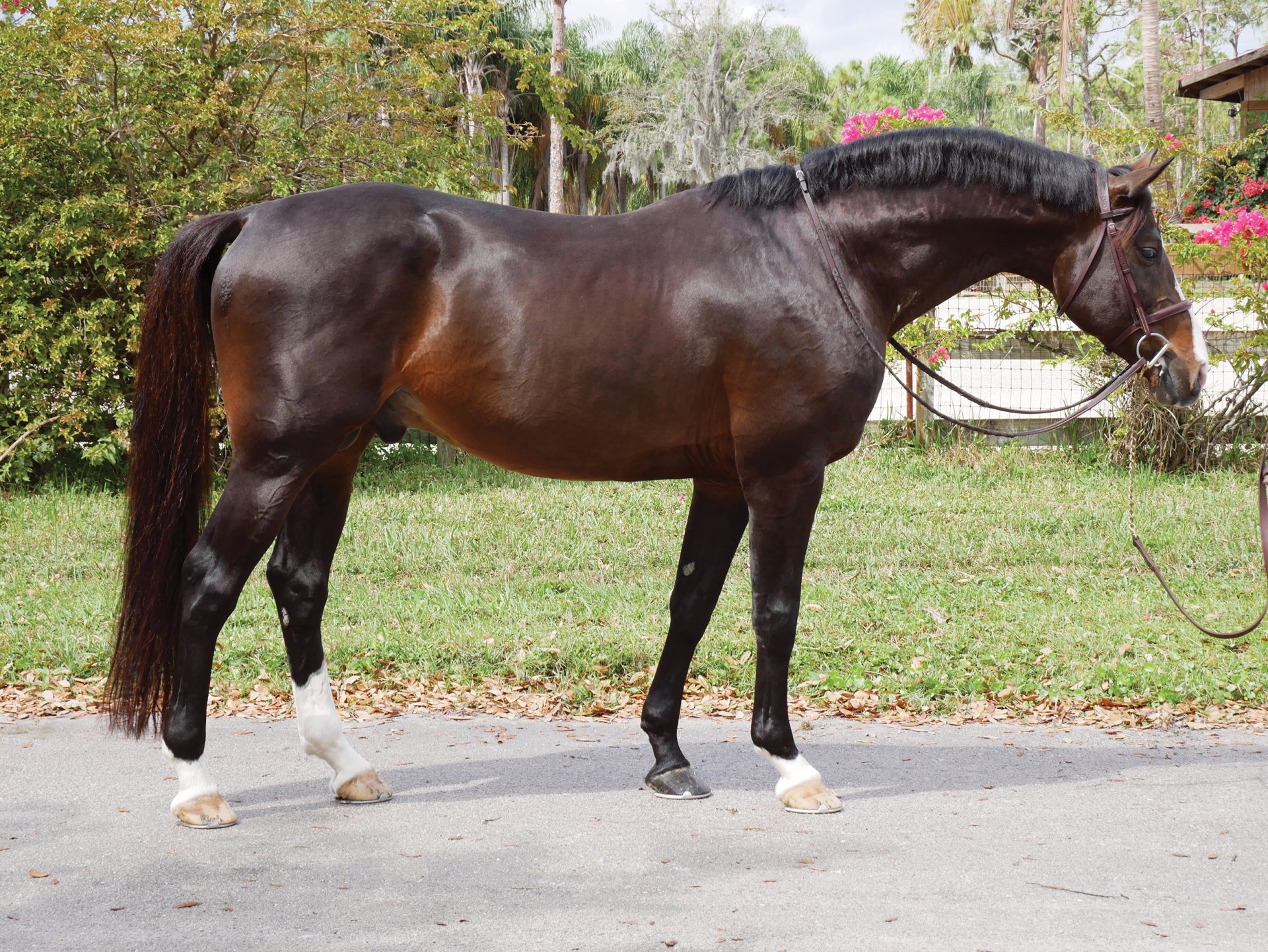 Alesi Farms: Creating a Legacy in American Hunter Breeding - The Plaid ...