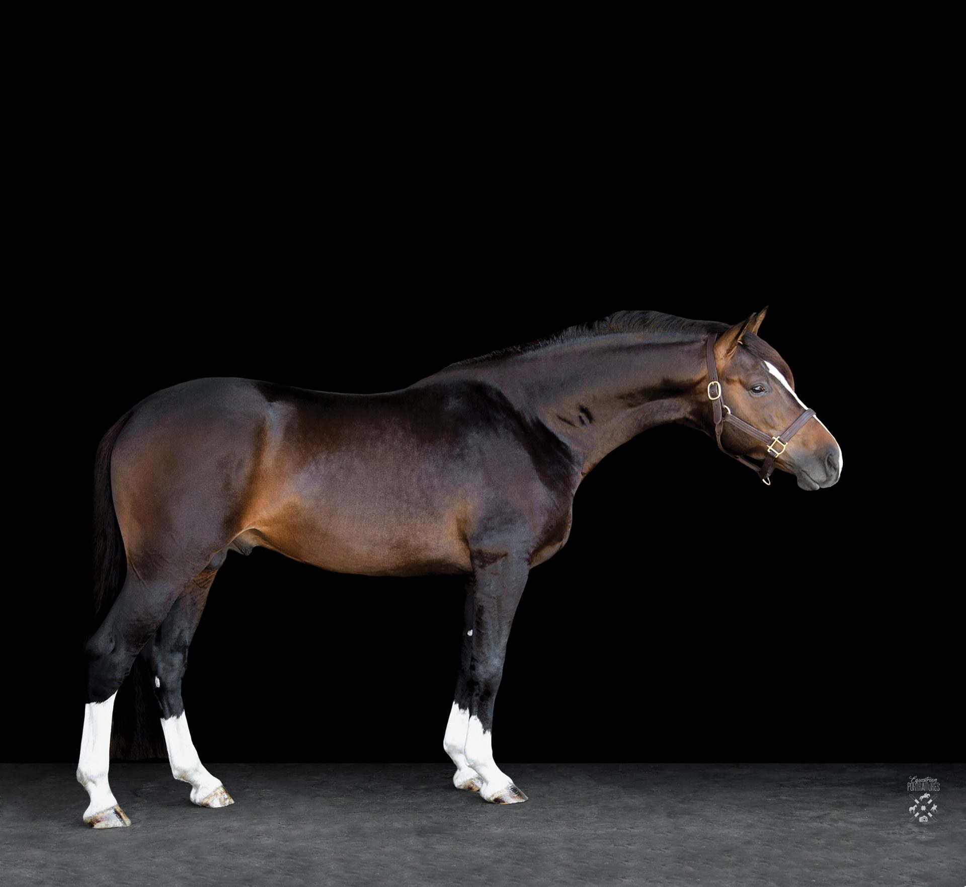 Alesi Farms: Creating a Legacy in American Hunter Breeding - The Plaid ...