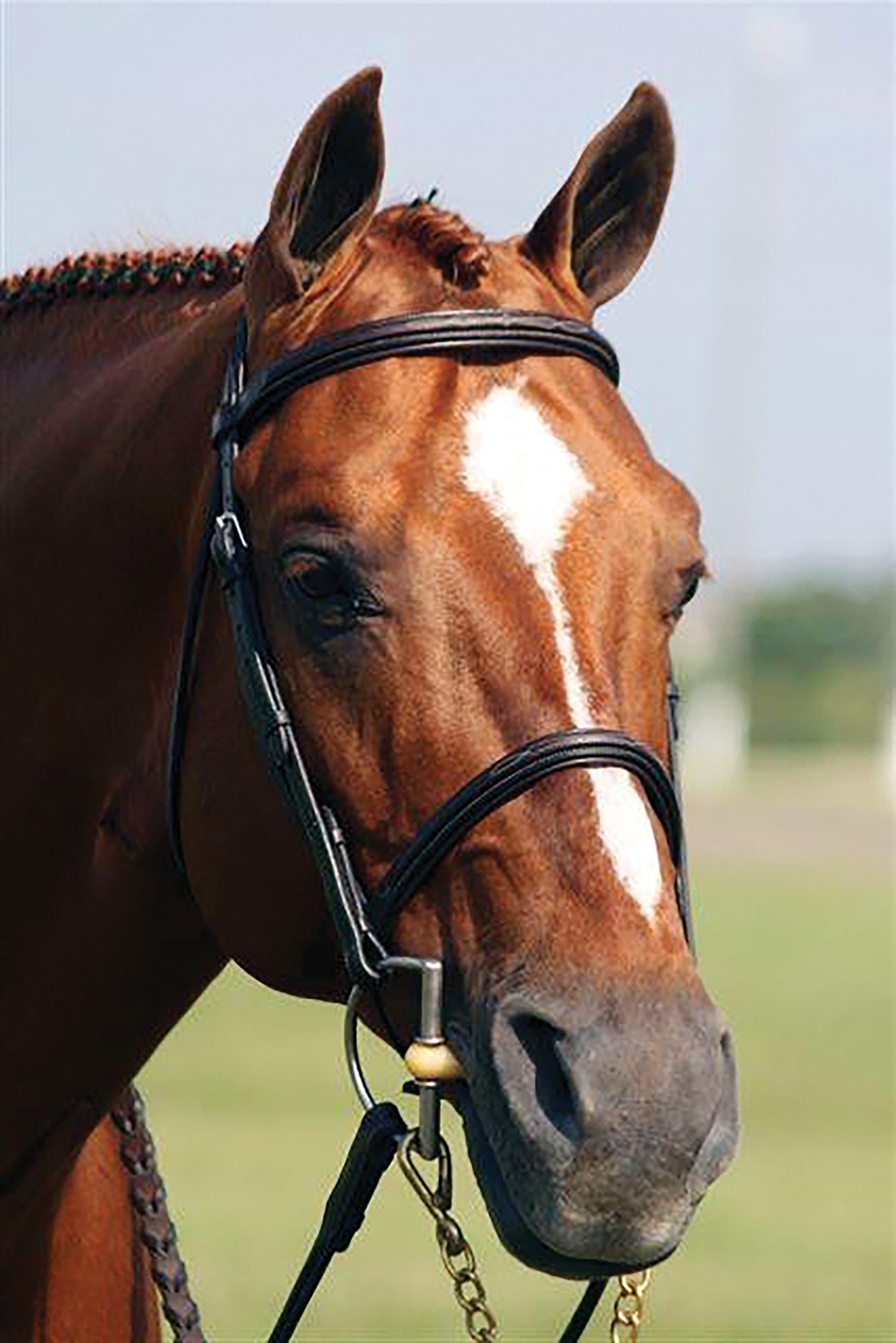 Alesi Farms: Creating a Legacy in American Hunter Breeding - The Plaid ...
