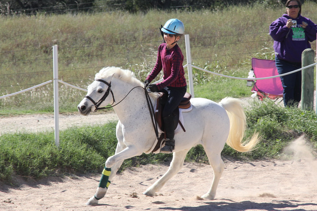 An Ode to Lesson Horses - The Plaid Horse Magazine