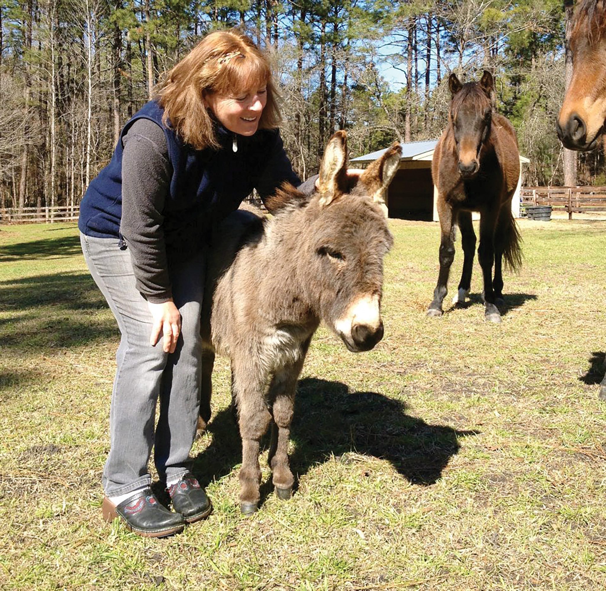 The Plaid Horse Questionnaire With: Siobhan Latchford - The Plaid Horse ...
