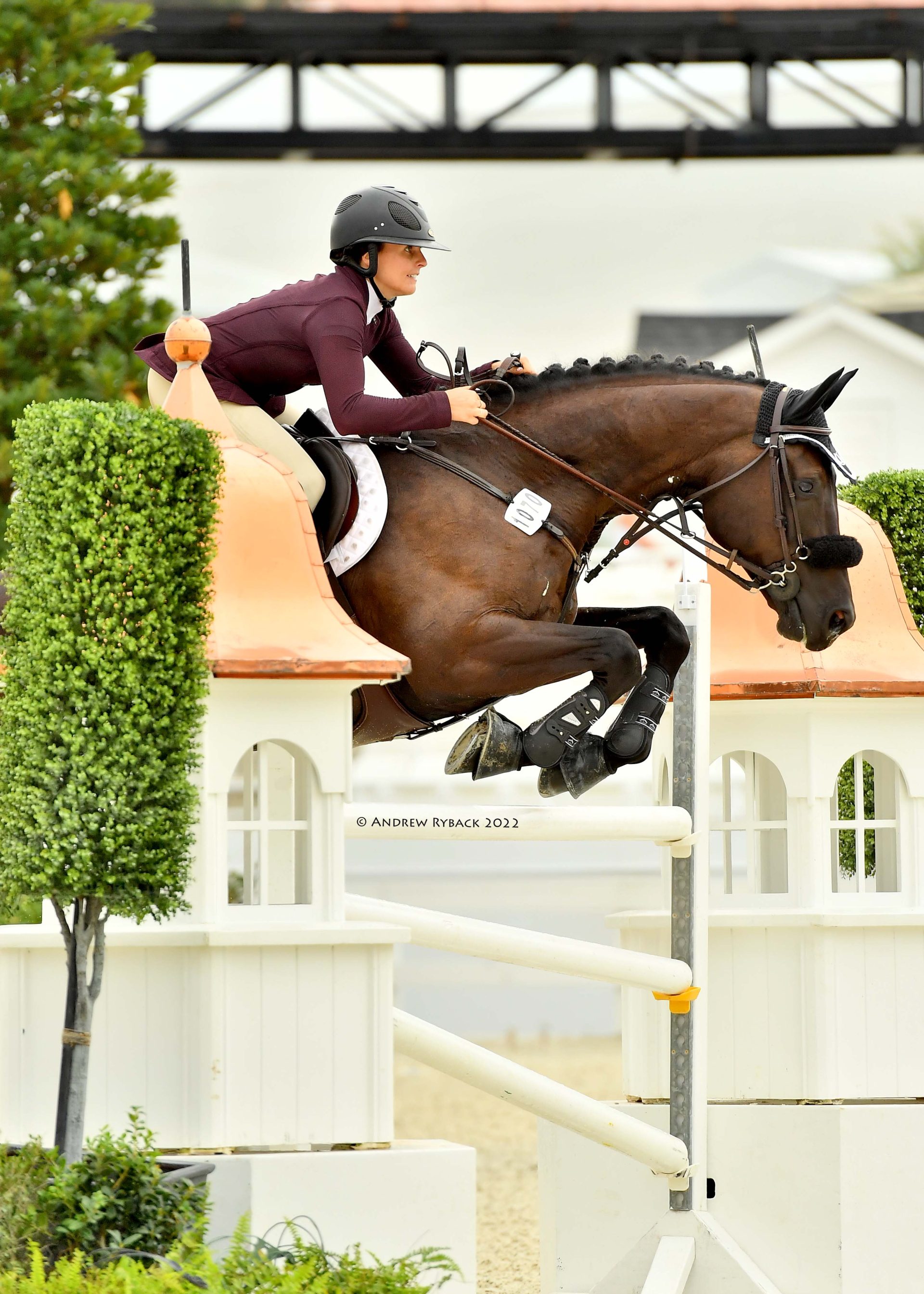 State of The Market: An Exciting Time in the Sport Horse Marketplace ...