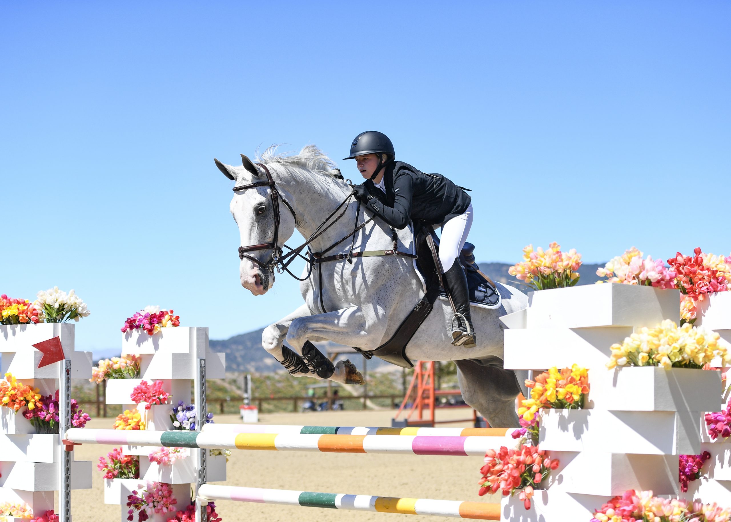 PCHA Profile Spotlight: Valentina Lehner - The Plaid Horse Magazine