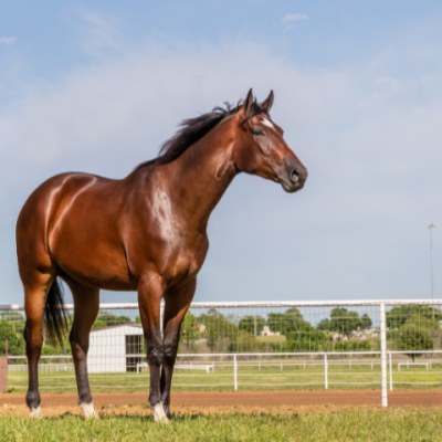 Tips To Maintain Ideal Body Condition in Performance Horses - The Plaid ...