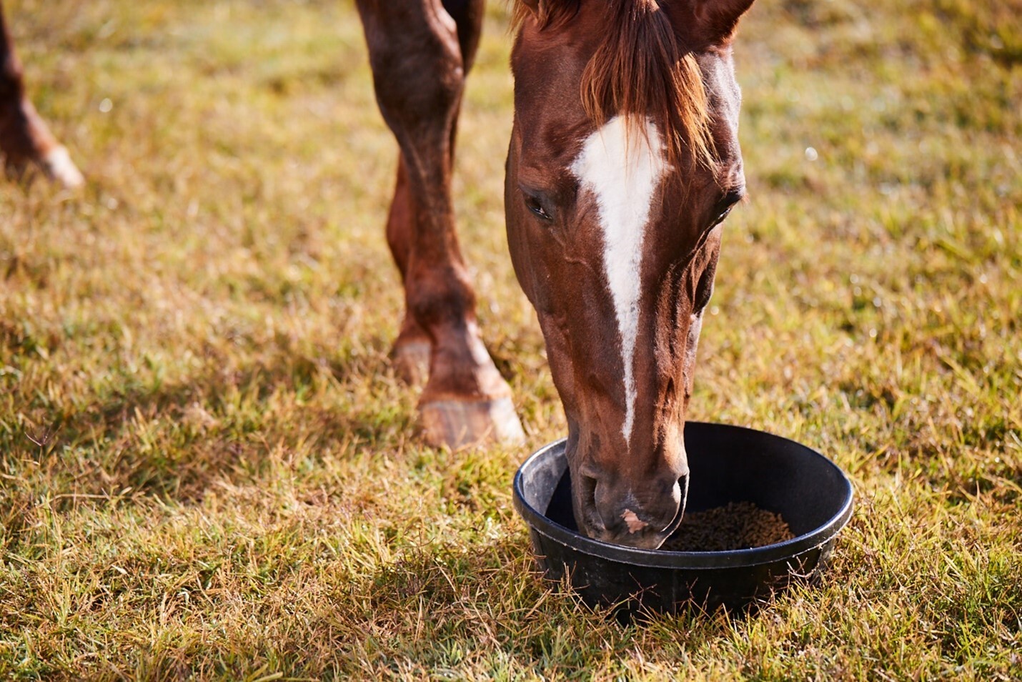 Does My Easy Keeper Need a Ration Balancer? - The Plaid Horse Magazine