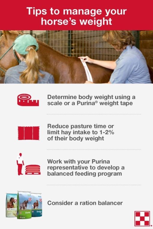 Does My Easy Keeper Need a Ration Balancer? - The Plaid Horse Magazine