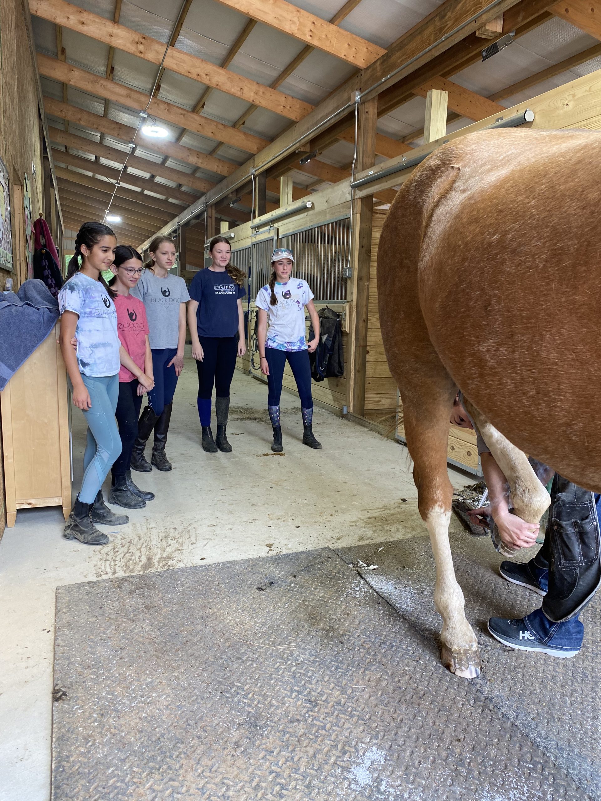 Bringing Back the Barn Rats - The Plaid Horse Magazine