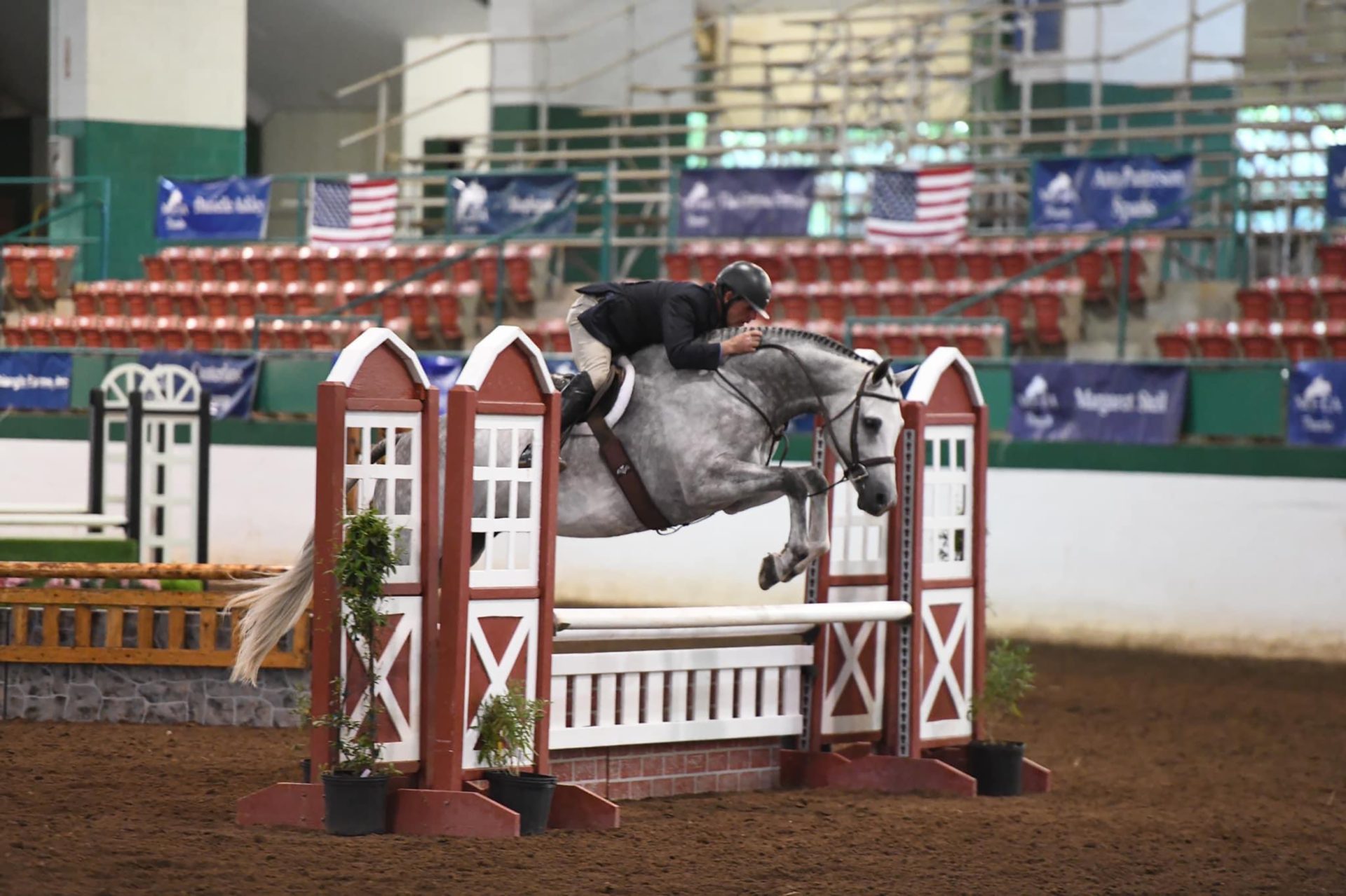 Preparing Young Horses for the Show Ring - The Plaid Horse Magazine