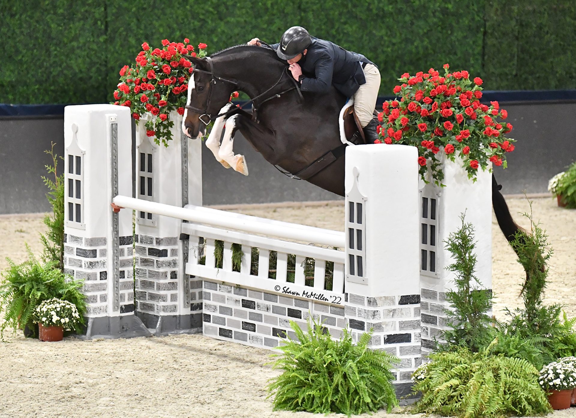 Preparing Young Horses for the Show Ring - The Plaid Horse Magazine