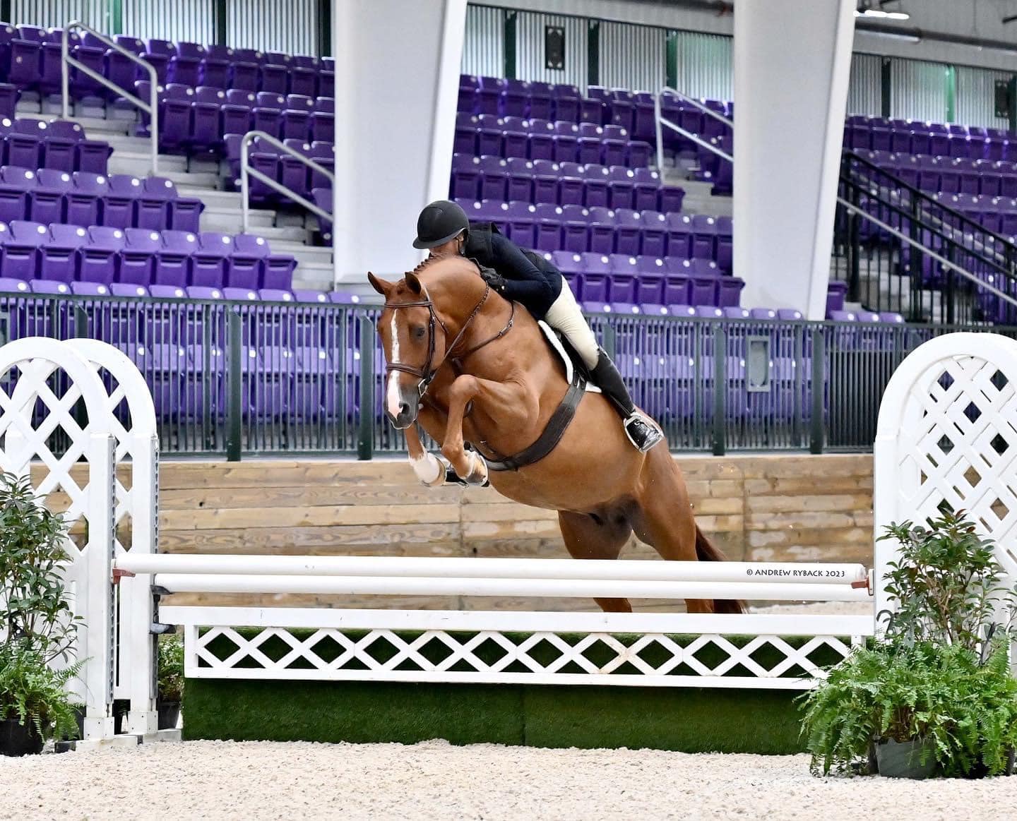 BoneKare Brings Out the Best in Upcoming Stars at Sea Change Farm - The ...