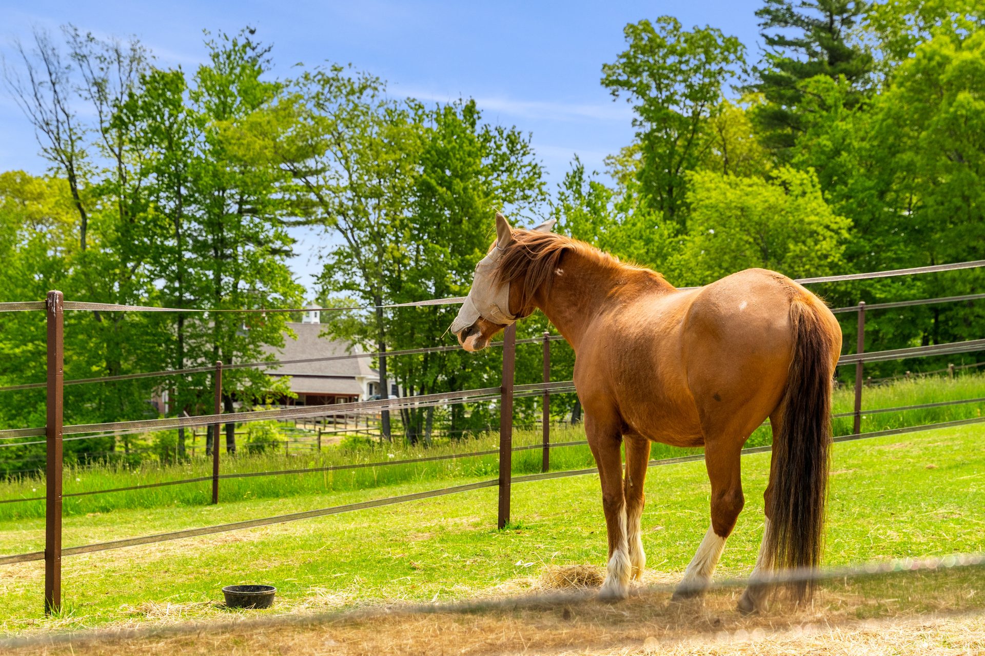 The Humble Hoof - Alicia Harlov is Changing the Way We Look at Hoof ...