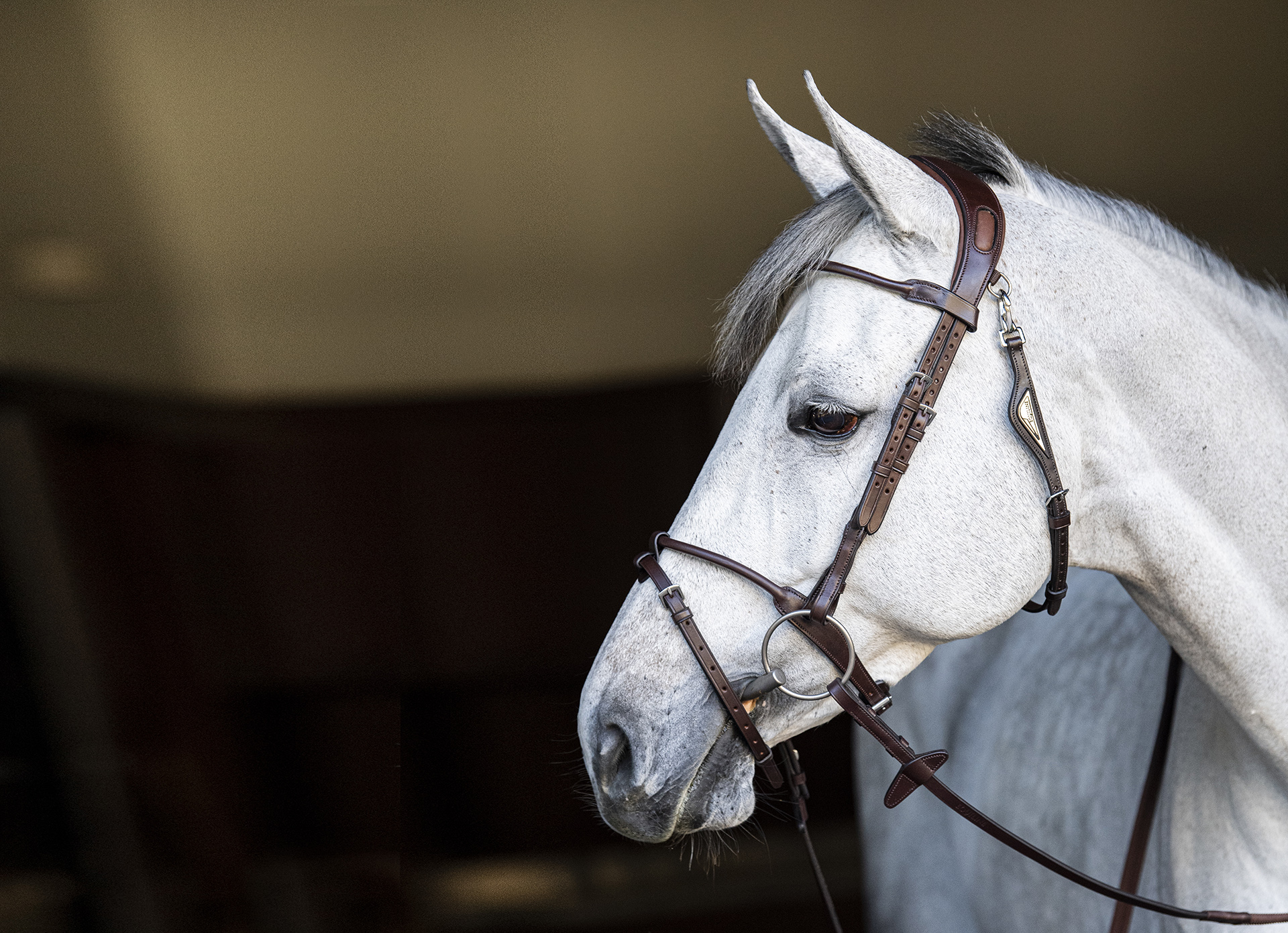 Equiline: How A Passion Project Became A Staple Brand In Equestrian ...