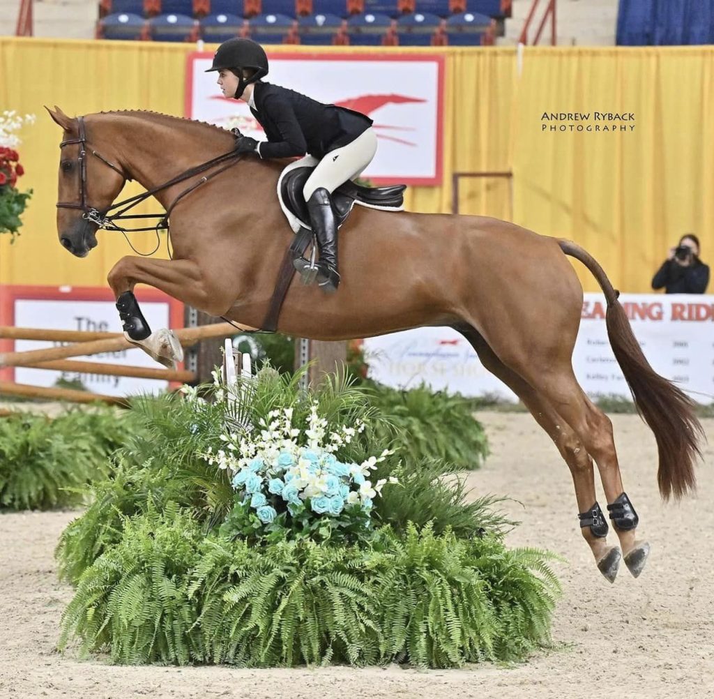 The Laurel Springs Advantage - The Plaid Horse Magazine