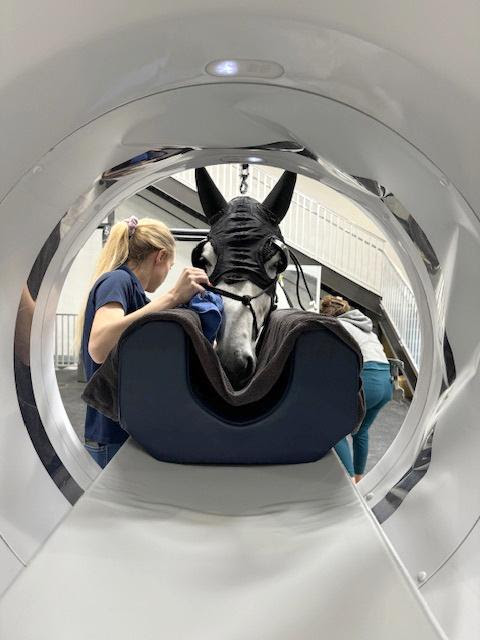 Official Veterinarian Palm Beach Equine Clinic Announces Addition of ...