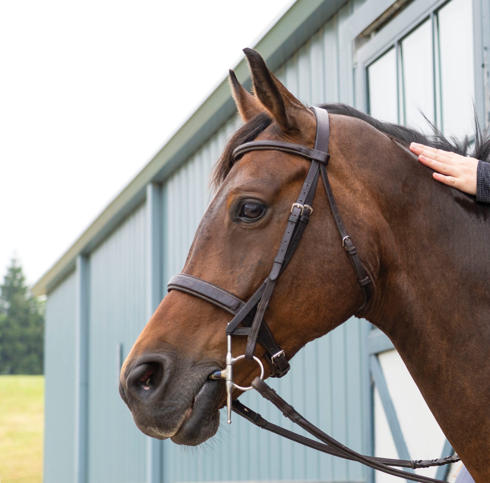 Do Horses & Humans See Eye to Eye? - The Plaid Horse Magazine
