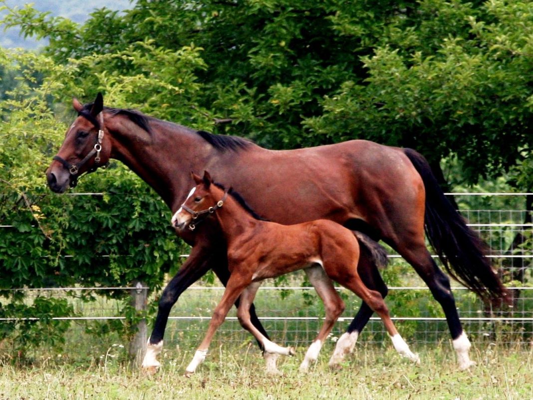 Last Laugh Farm: Building A Wholesome Breeding Operation From A ...