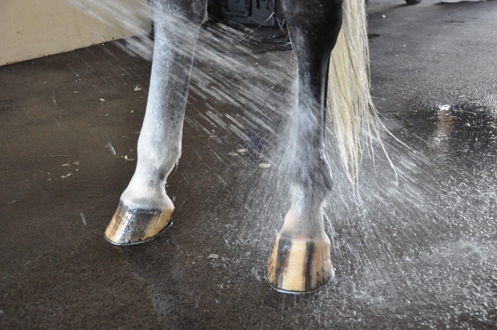 Foot Soreness in Competition Horses: The Importance of Keeping Your ...