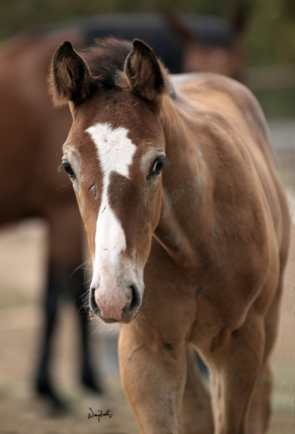 Good Horsemanship Brings Jaguar Van Paemel to his California Home - The ...
