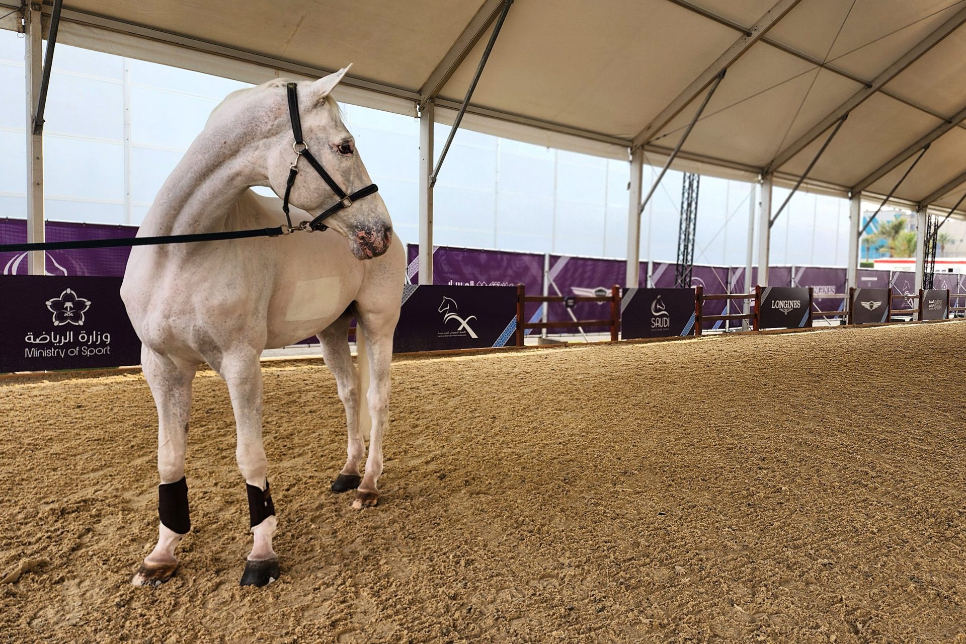 Countdown to the FEI Dressage World Cup™ Final in its Final Days ...