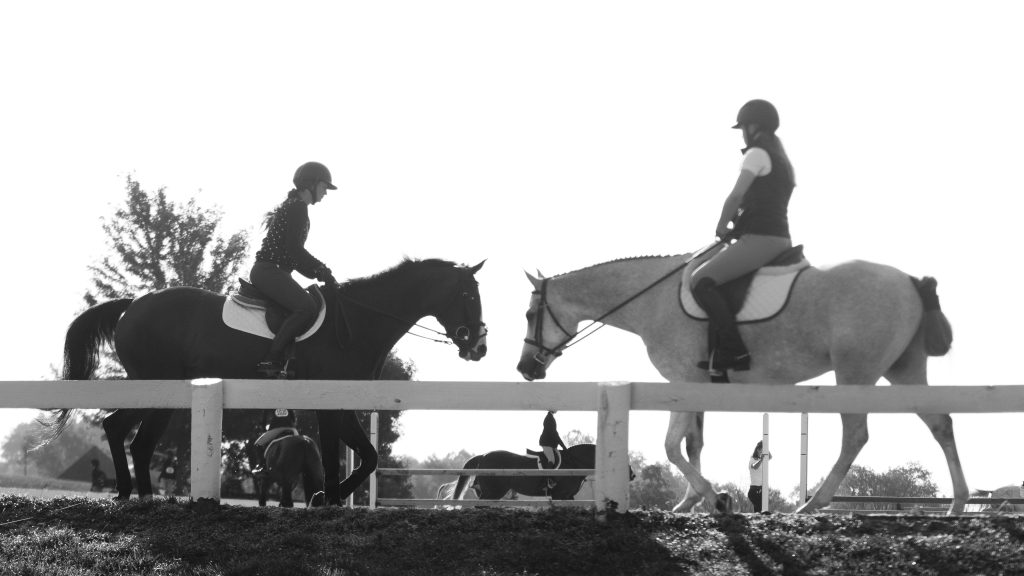 Your Top Equine Insurance Questions, Answered - The Plaid Horse Magazine