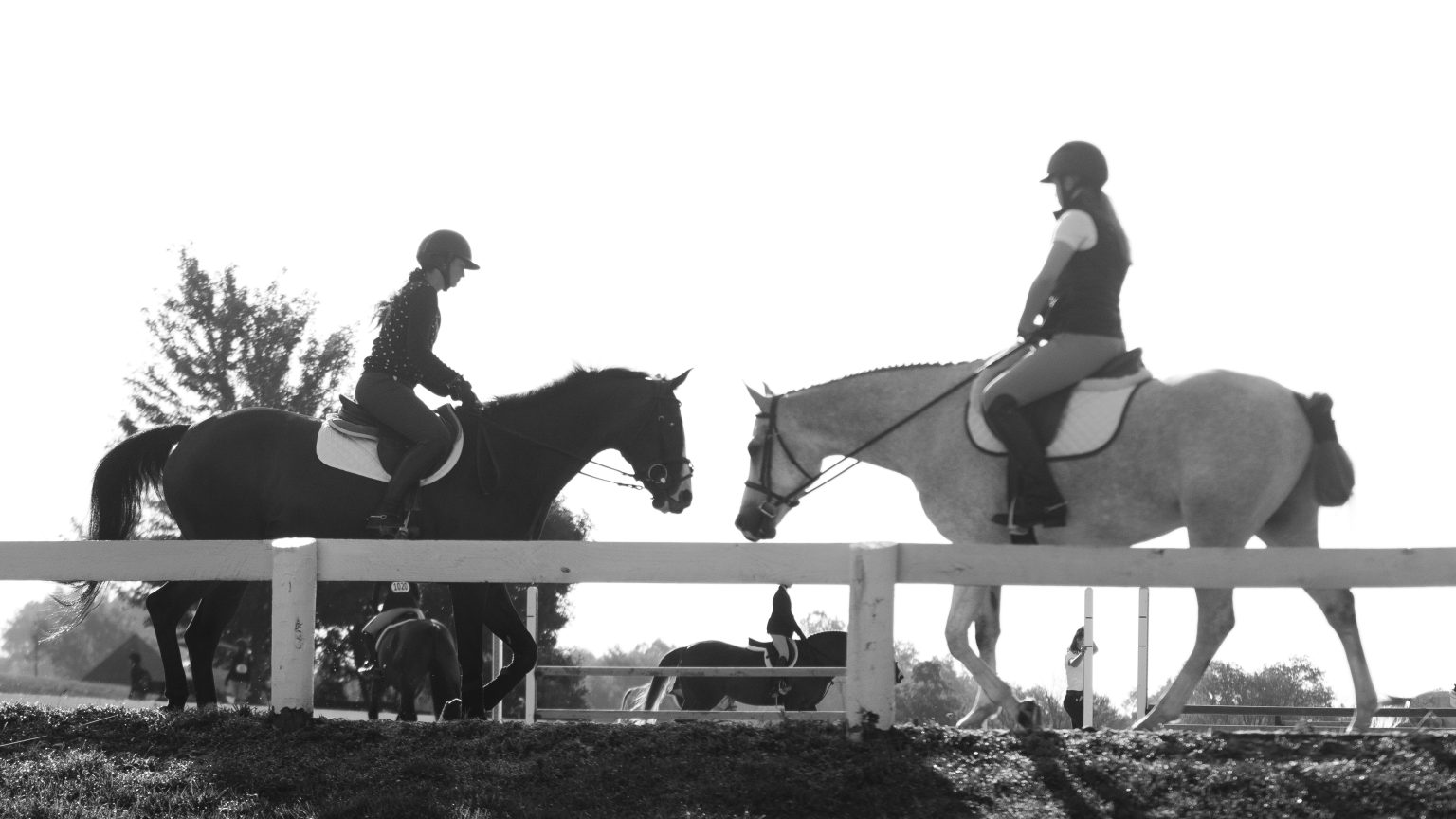 Your Top Equine Insurance Questions, Answered - The Plaid Horse Magazine