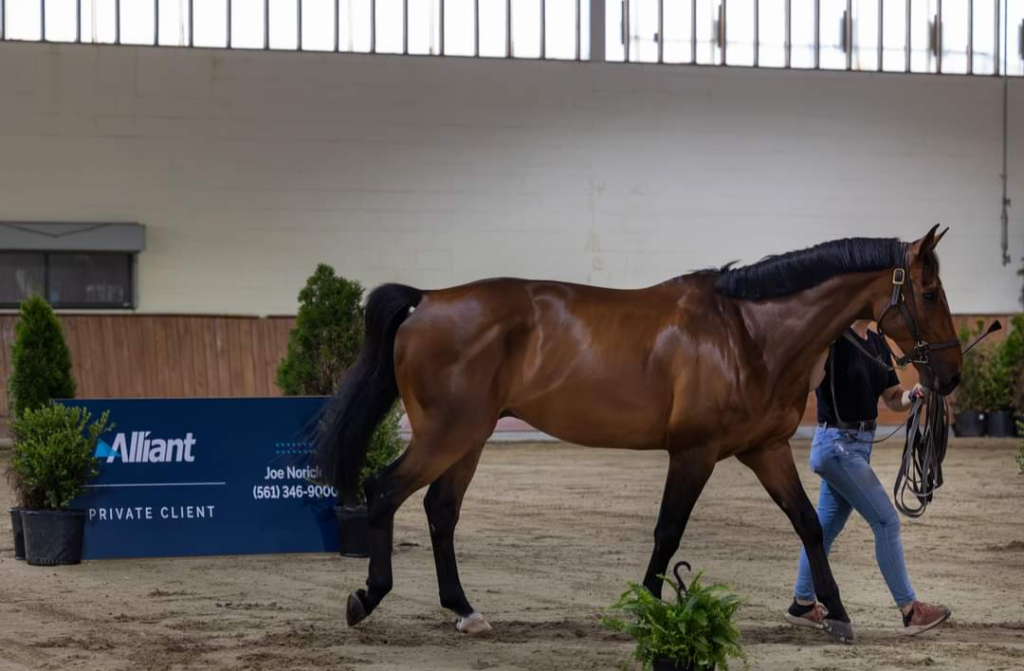 Kenny Wins Two Open Jumper Classes with Billy Legend and Rockstar to ...