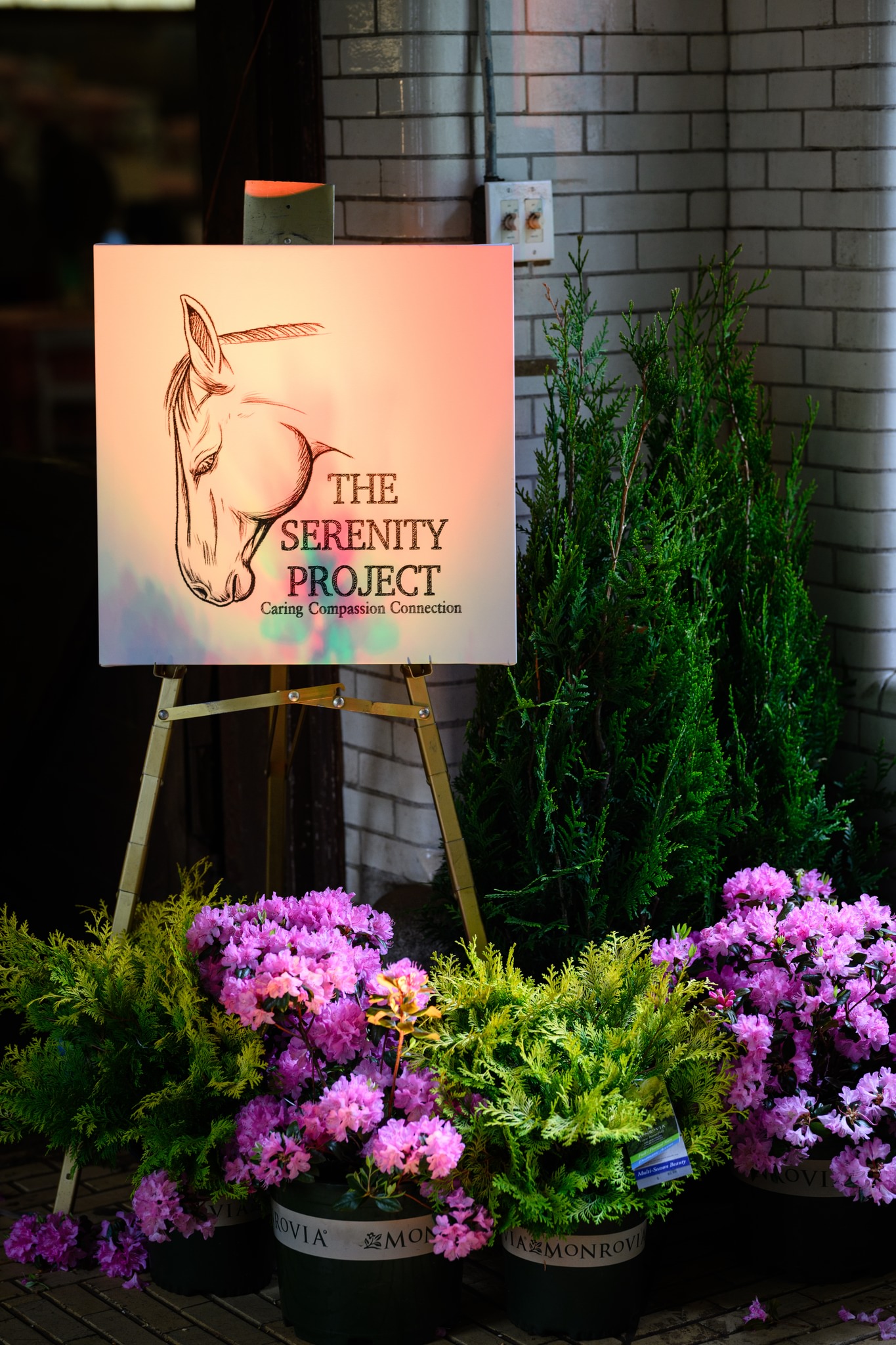 The Serenity Project: Gallop For Good - The Plaid Horse Magazine