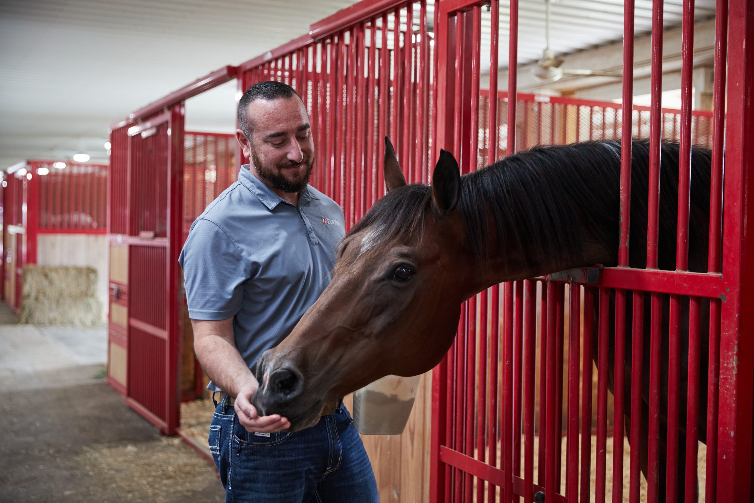 What is the Equine Microbiome? - The Plaid Horse Magazine