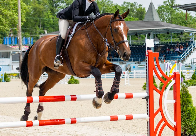 Chetak Horse Jump Distance