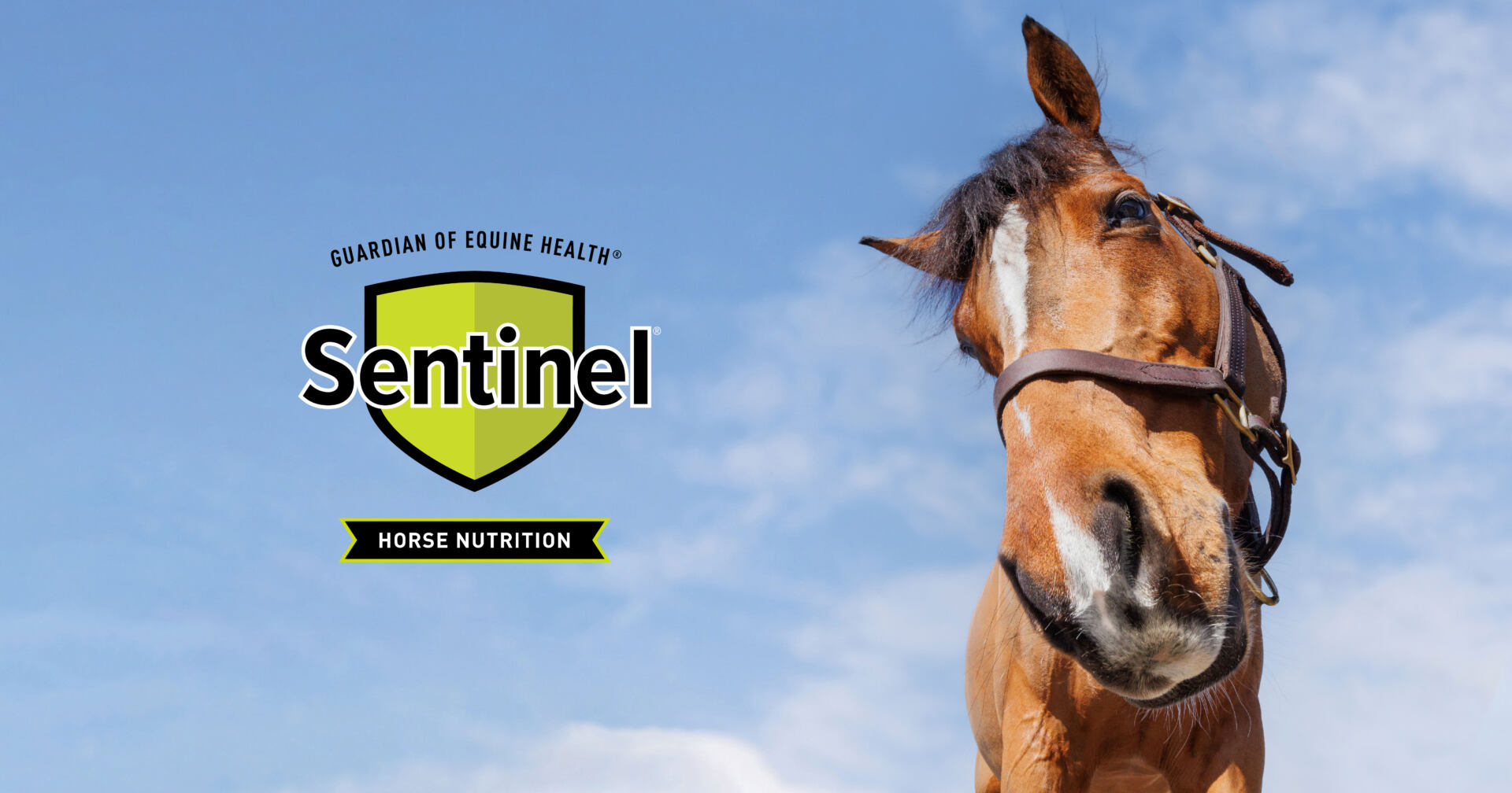 Sentinel® Named Official Feed of the World Conformation Horse ...