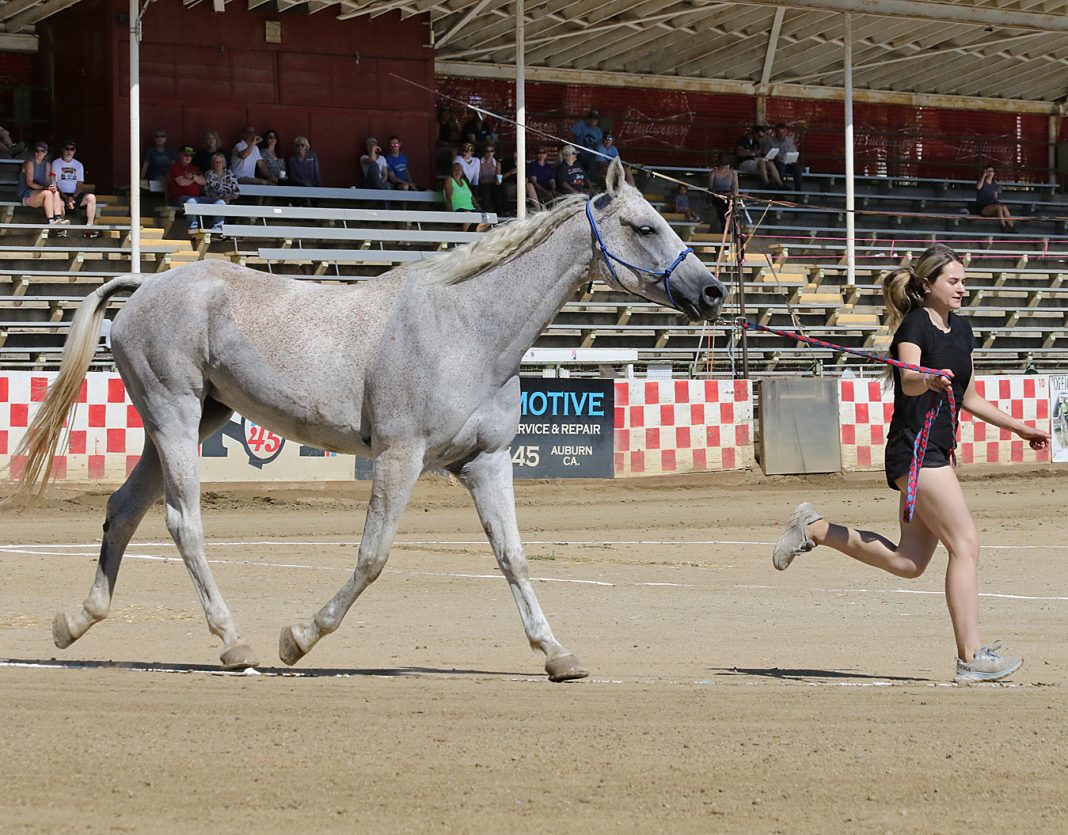 All in the Family: Mother-Daughter Duo Claim Tevis and Haggin Cup - The ...