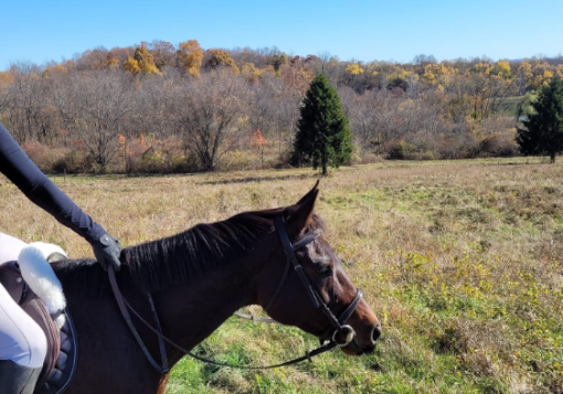 Hunter Paces: What Are They and Why You Should Be Doing Them - The ...