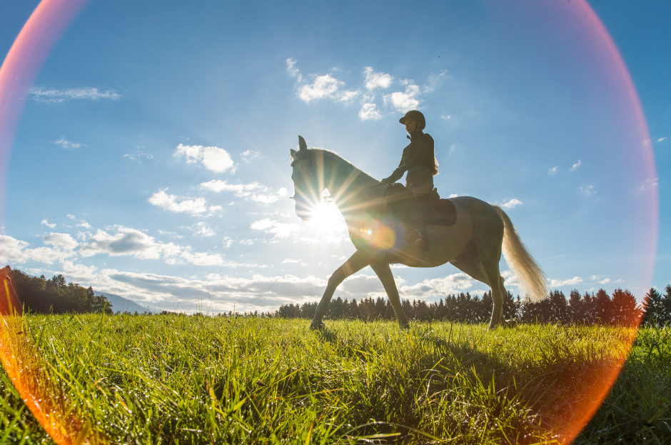 PBEC’s Tips For Keeping Your Performance Horse Cool In The Heat - The ...