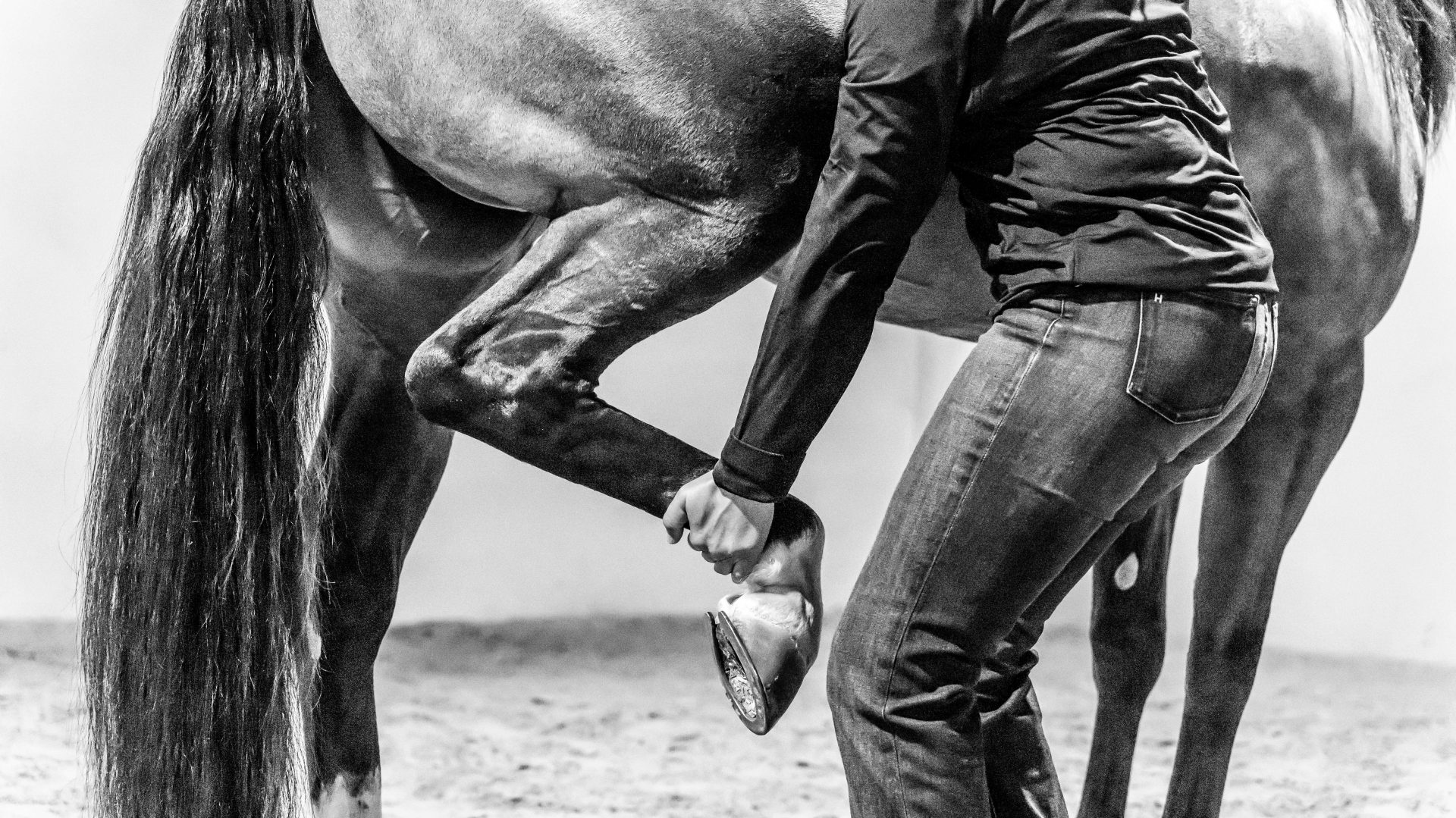 Arthramid: Improving Joint Health, One Horse at a Time - The Plaid ...
