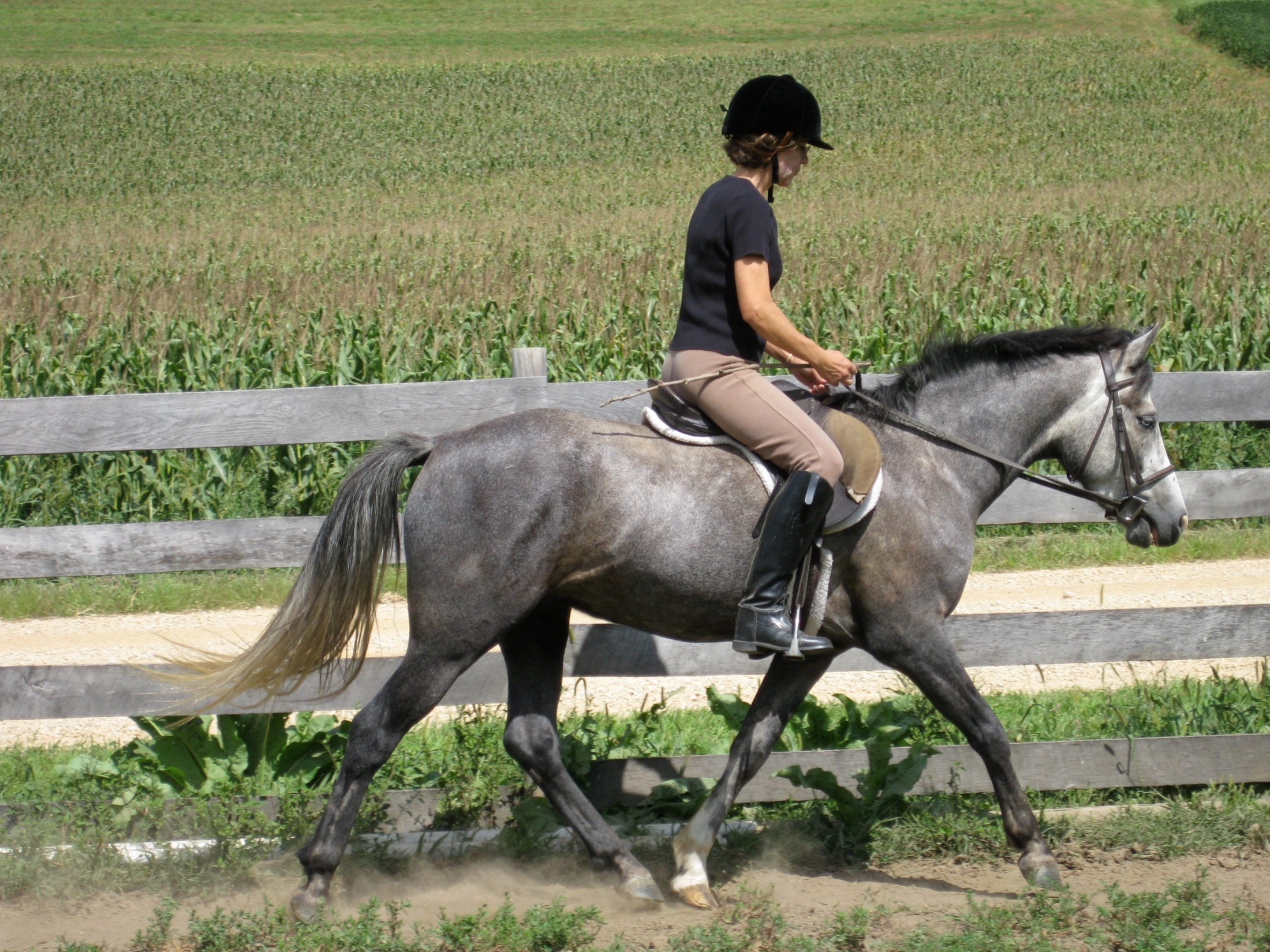 Helicon Pathfinder: Lessons Learned From a Particular Pony - The Plaid ...