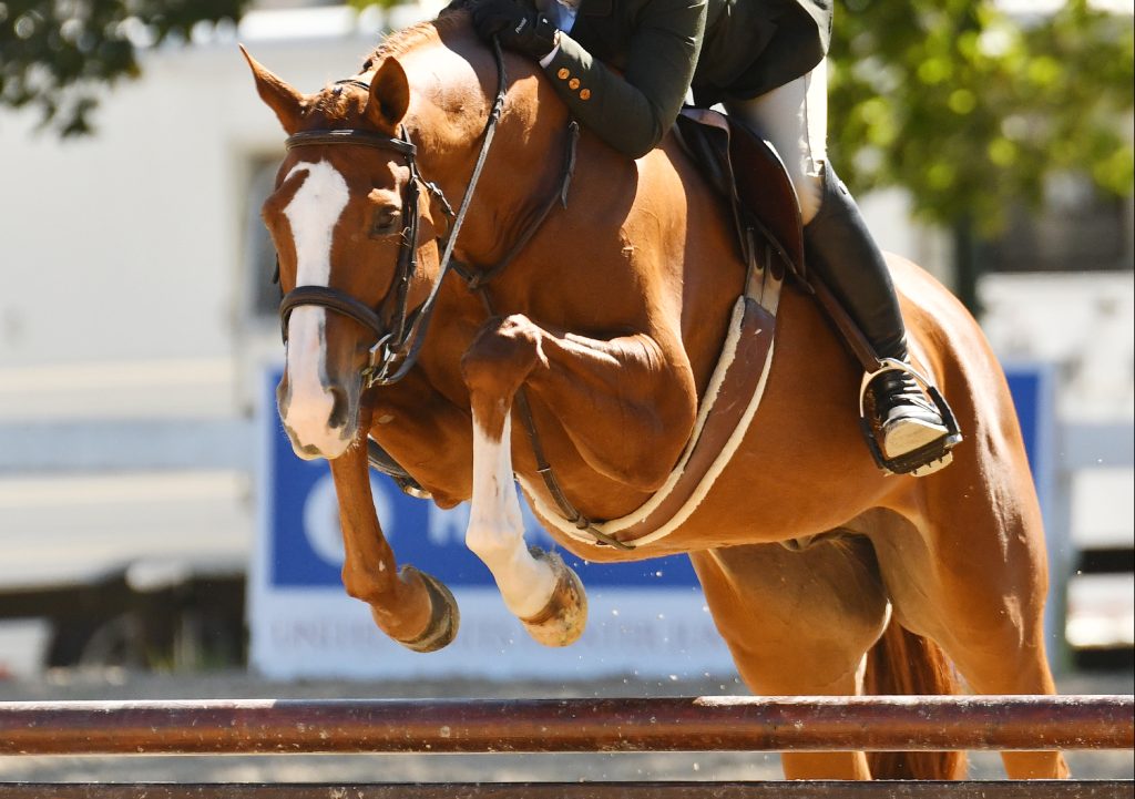 Final Standings for 2024 TAKE2 Thoroughbred League Posted - The Plaid ...