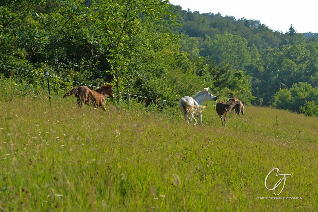 Helicon Pathfinder: Lessons Learned From a Particular Pony - The Plaid ...