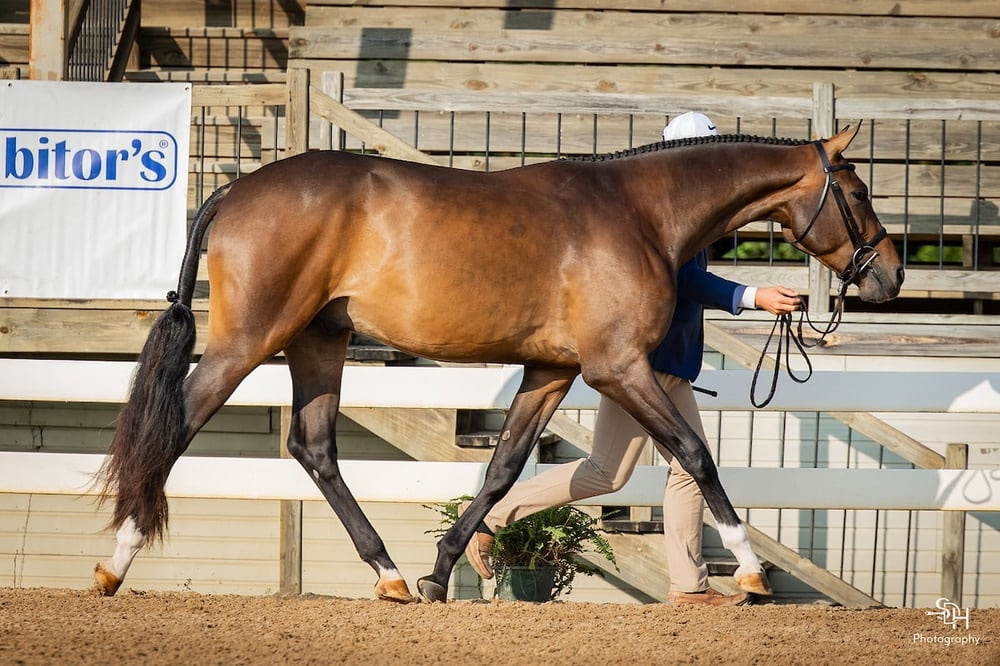 Harbor Square RWC Tops Sallie B. Wheeler/USEF/USHJA Hunter Breeding ...