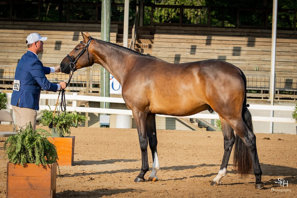 Harbor Square RWC Tops Sallie B. Wheeler/USEF/USHJA Hunter Breeding ...